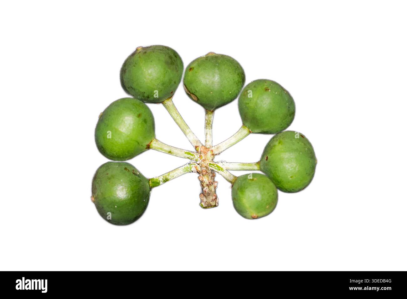 Cluster of green Sapium discolor fruits, also known as Mountain Tallow ...