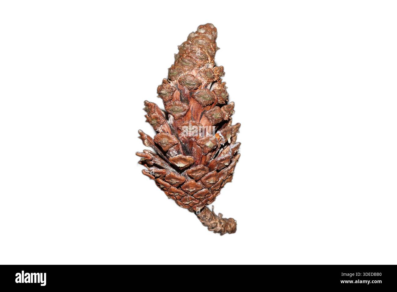 Caribbean pine cone (Pinus caribaea) isolated on white background ...