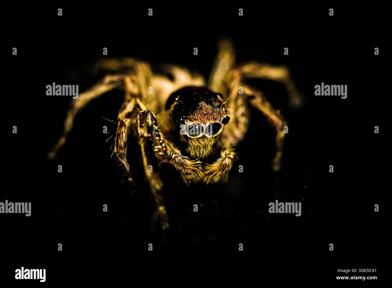 Small jumping spider prominent hi-res stock photography and images - Alamy