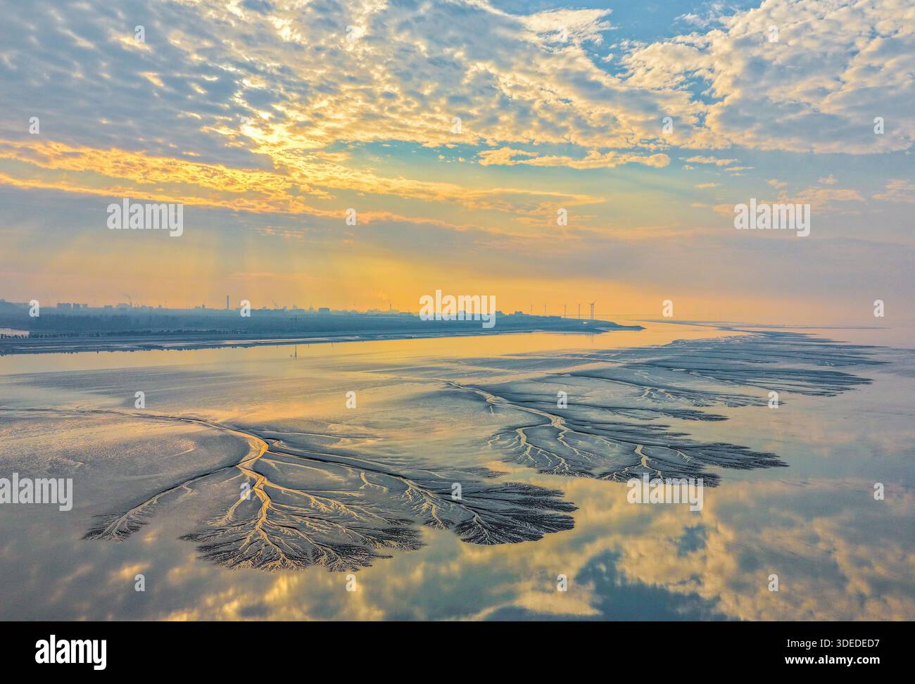 Tidal trees form an engraved forest-like landscape on the tidal flats of Qiantang River in ...