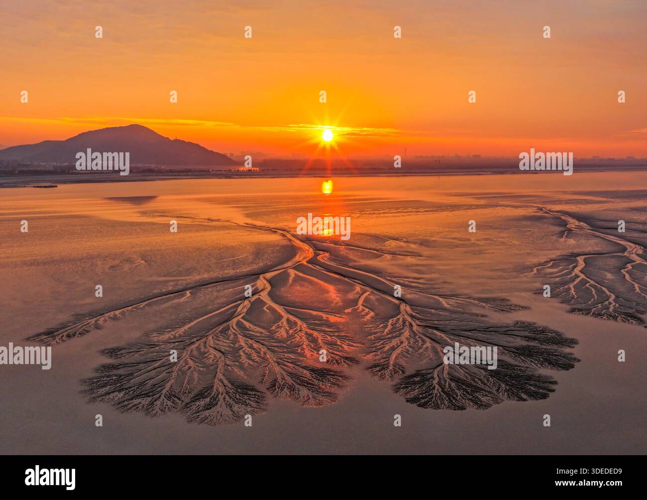 Tidal trees form an engraved forest-like landscape on the tidal flats ...