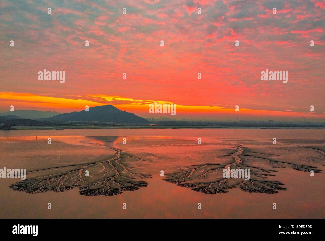 Tidal trees form an engraved forest-like landscape on the tidal flats ...