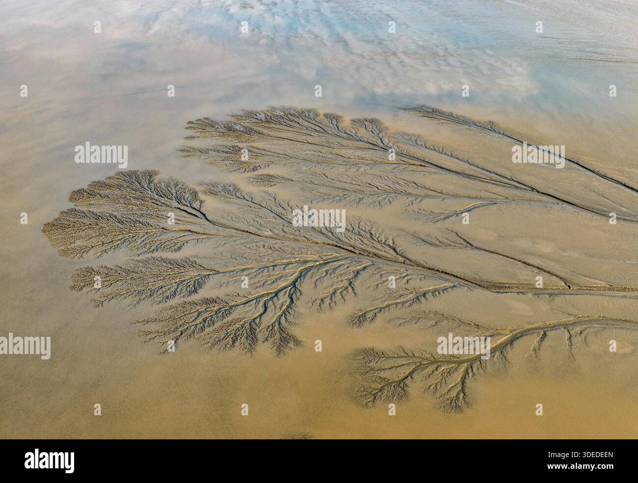 Tidal trees form an engraved forest-like landscape on the tidal flats of Qiantang River in ...