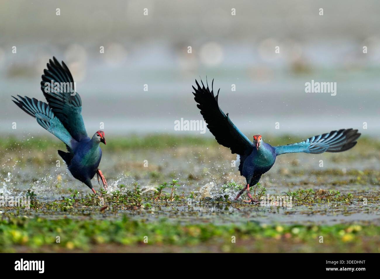 Grey-headed swamphen run in a wetland as migratory birds arrive in ...