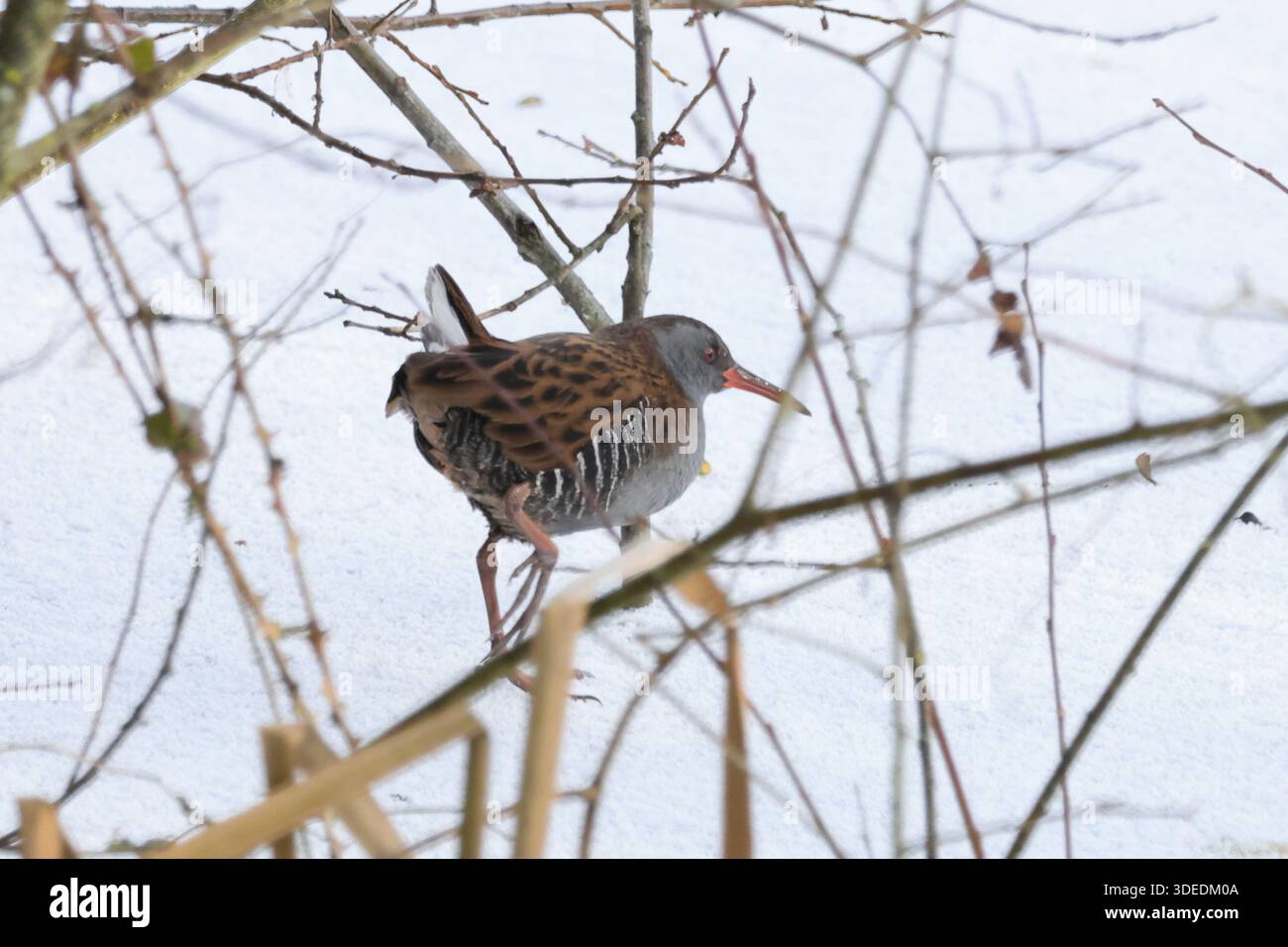 Rare to see wetland bird hi-res stock photography and images - Alamy