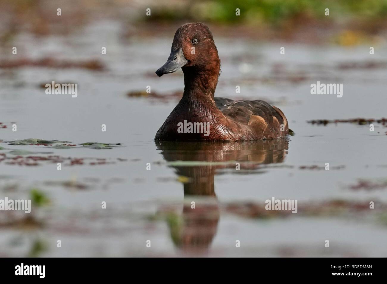 A Ferruginous duck swims in a wetland at the Pobitora wildlife ...
