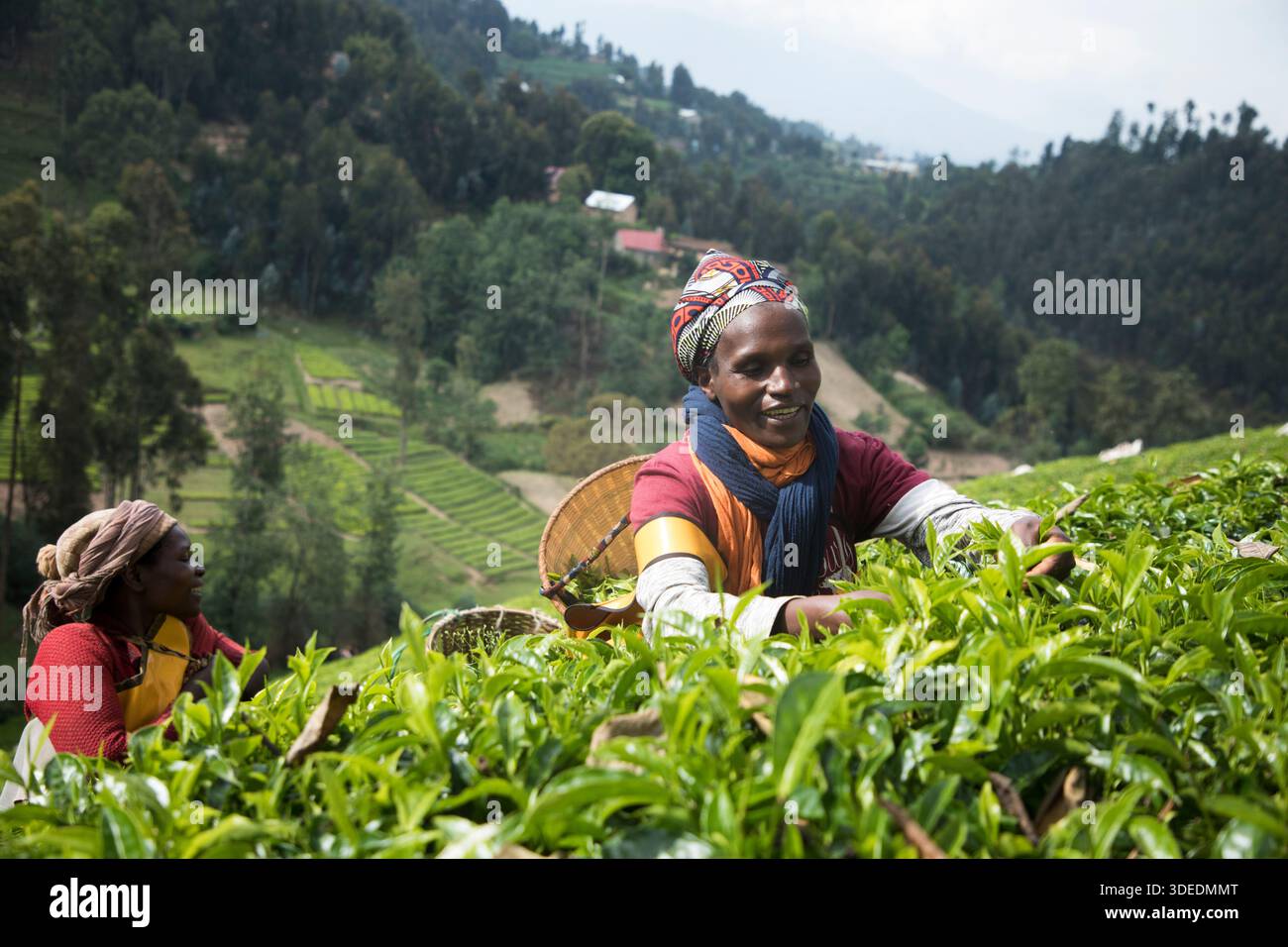 RWANDA, NYABIHU on December 1, 2025. Rwandan women harvest tea leaves ...