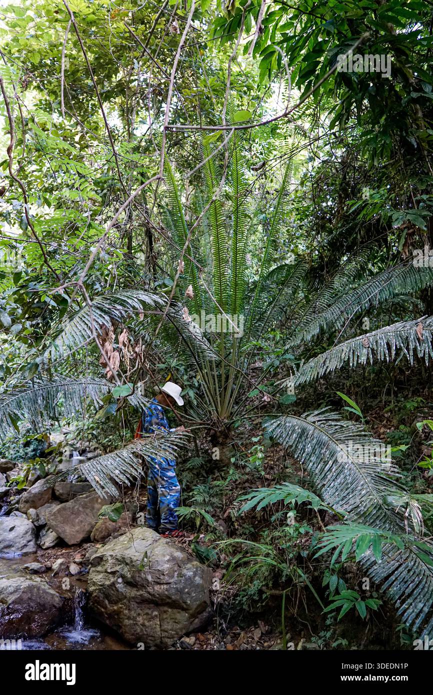 Man standing next to a giant wild Cycad plant in the dense tropical ...
