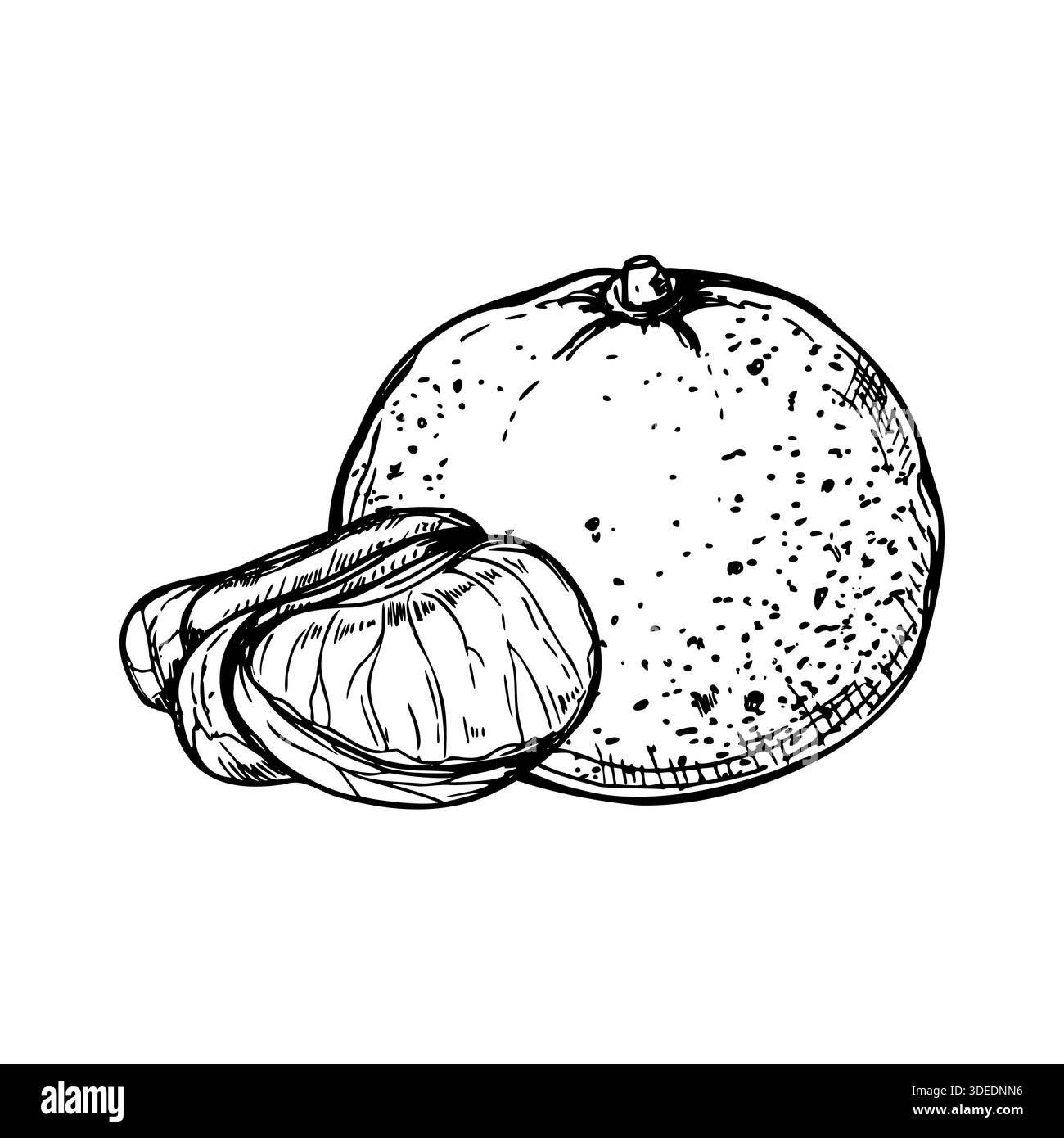 Ripe tangerine mandarin slices Stock Vector Images - Alamy