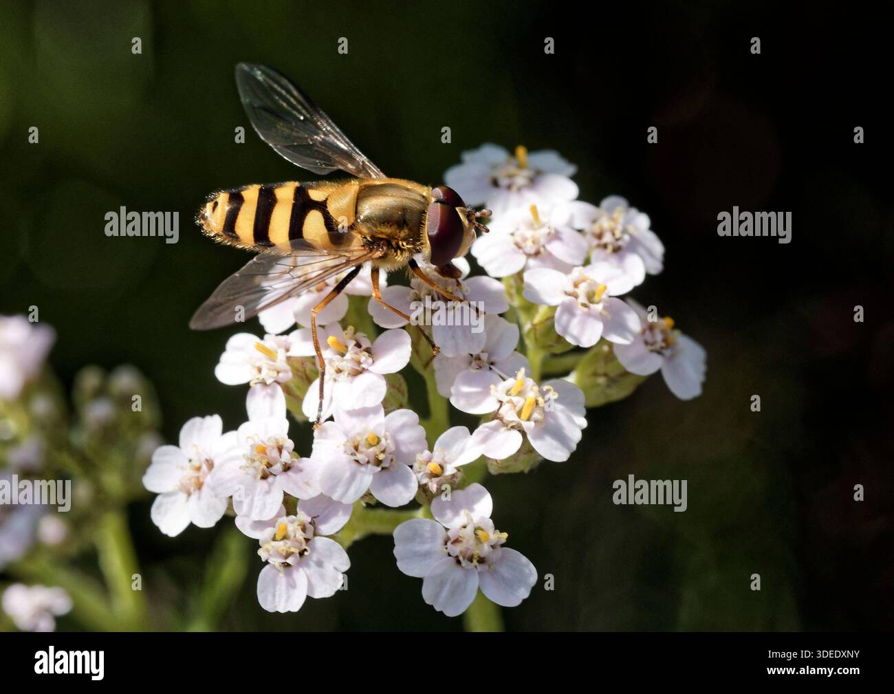 Holartic species hi-res stock photography and images - Alamy