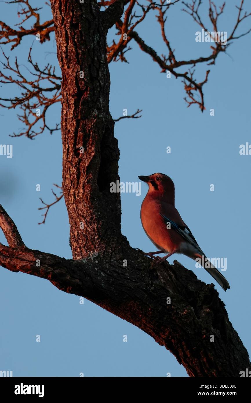 Jay can raise feathers on head to form crest hi-res stock photography ...