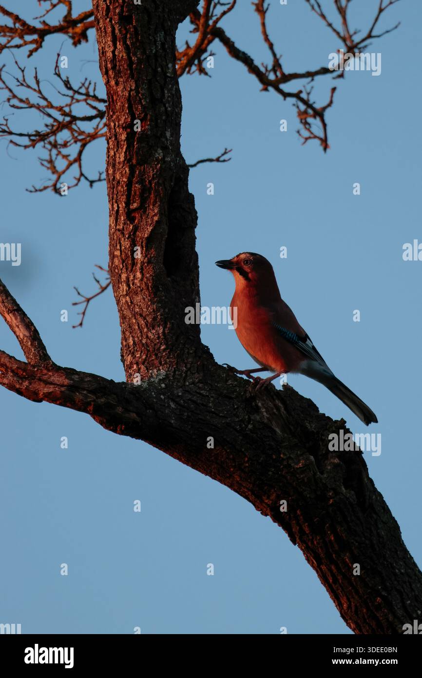 Jay can raise feathers on head to form crest hi-res stock photography ...