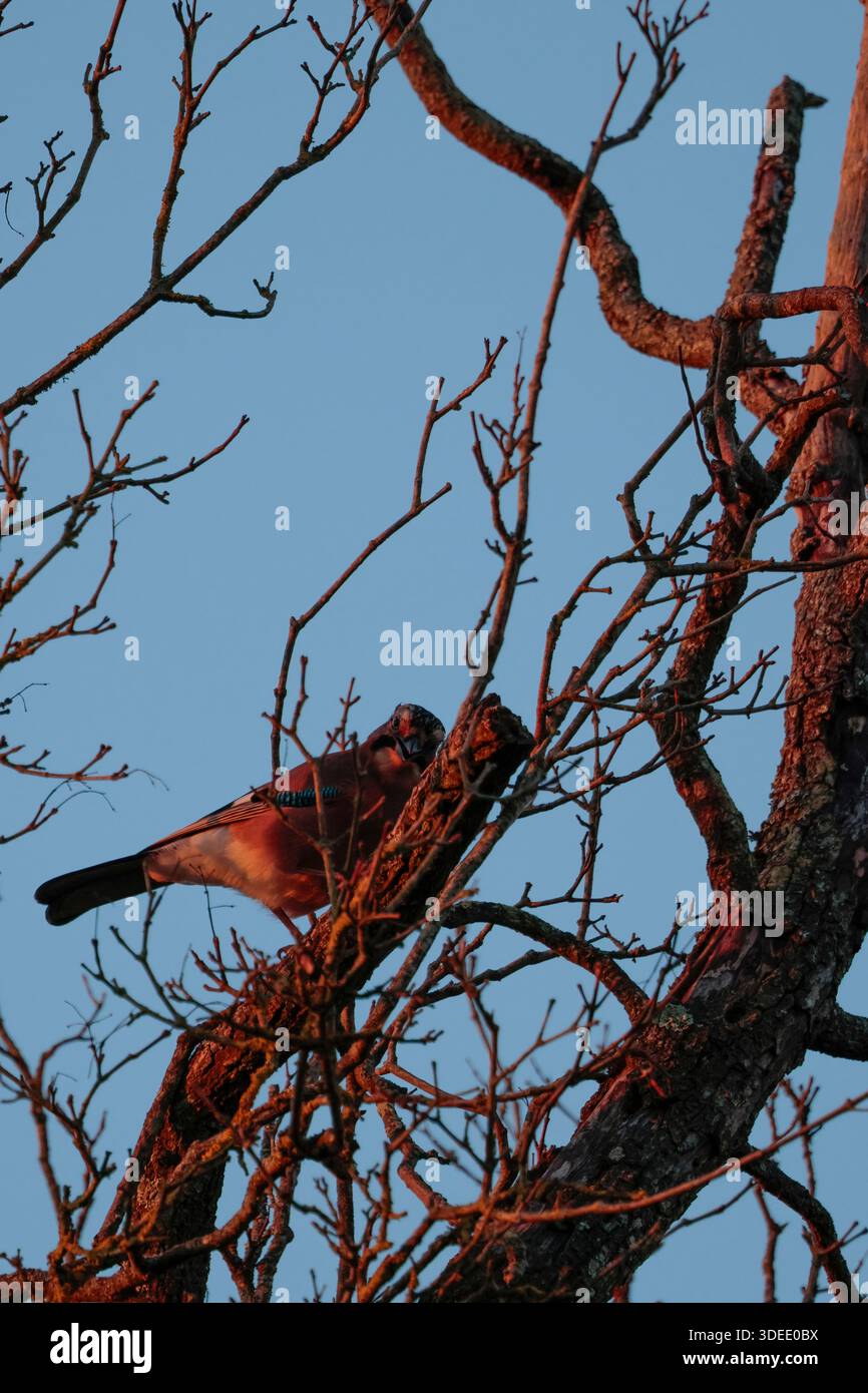 Jay can raise feathers on head to form crest hi-res stock photography ...