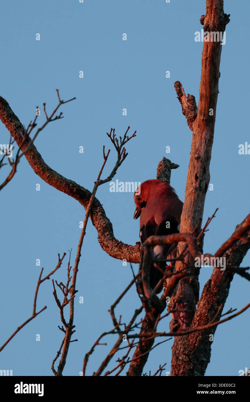 Jay can raise feathers on head to form crest hi-res stock photography ...