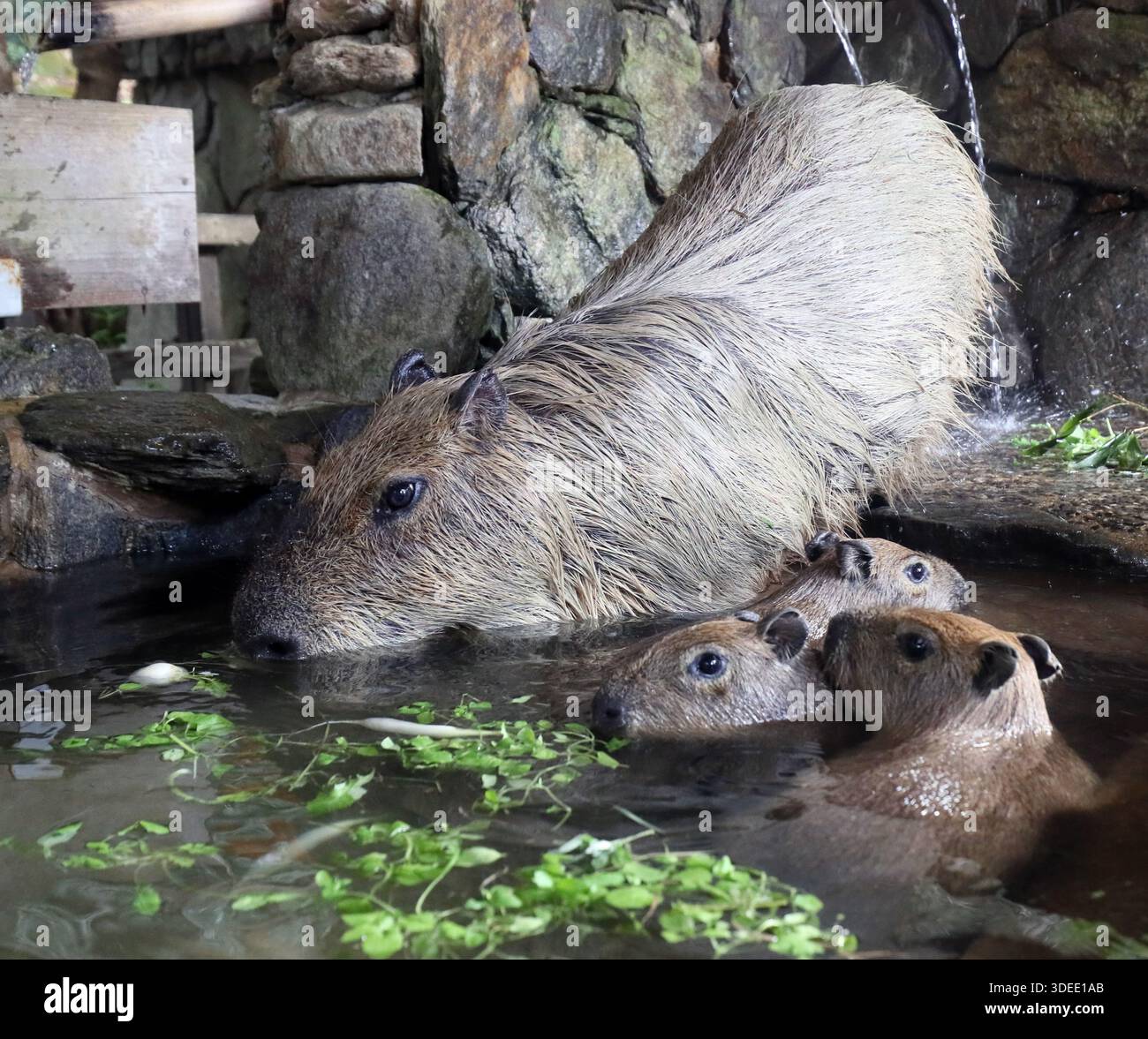 Capybaras take an open-air hot bath at the Bio Park in Saikai City ...