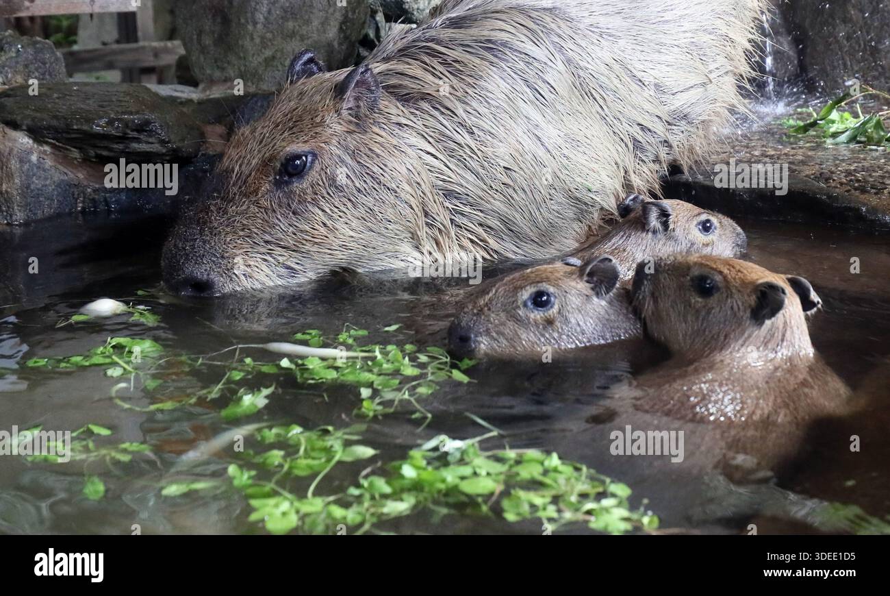 Capybaras take an open-air hot bath at the Bio Park in Saikai City ...