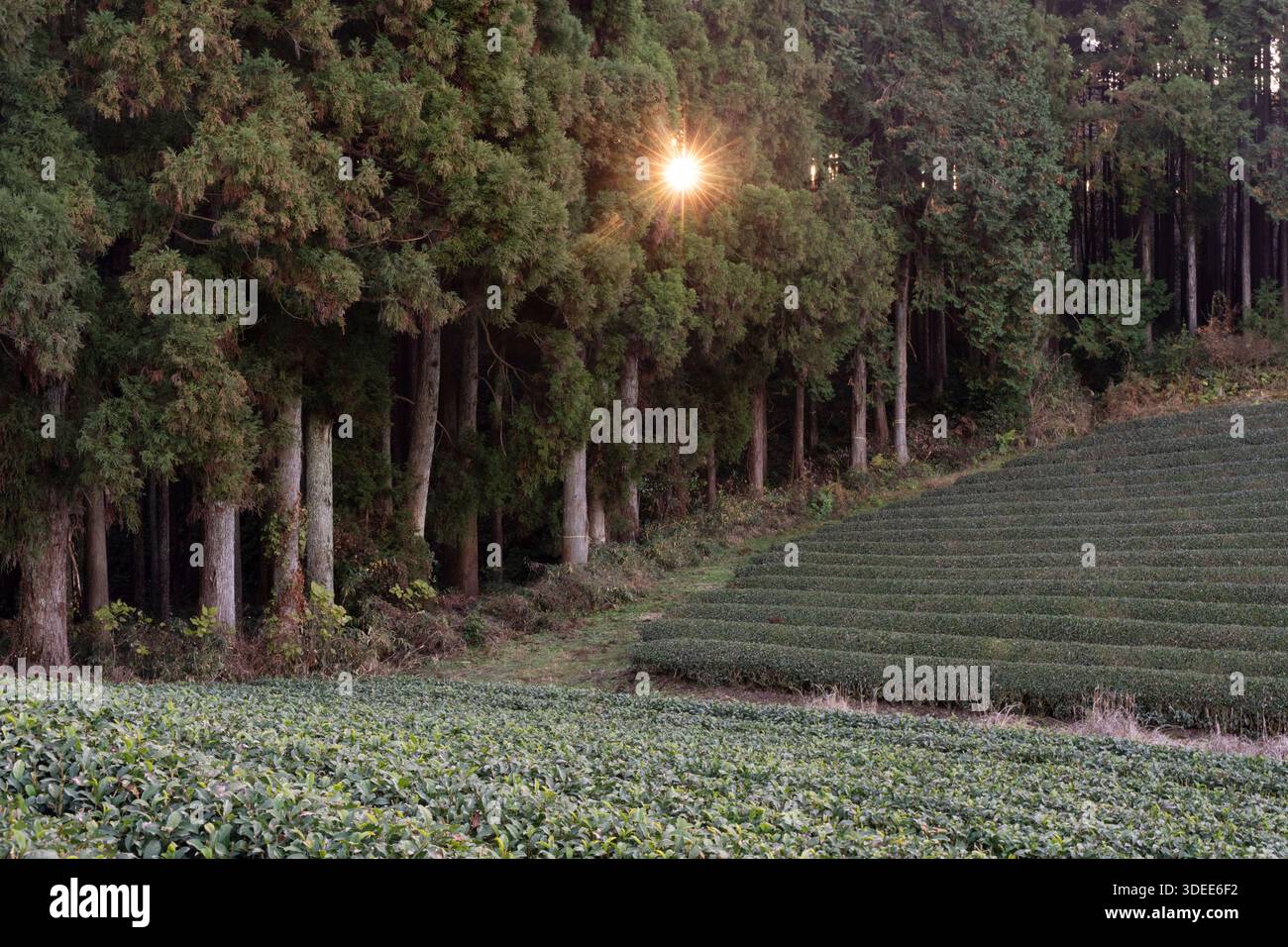 Sunlight streams through cedar trees onto tea fields in Shizuoka, Japan ...