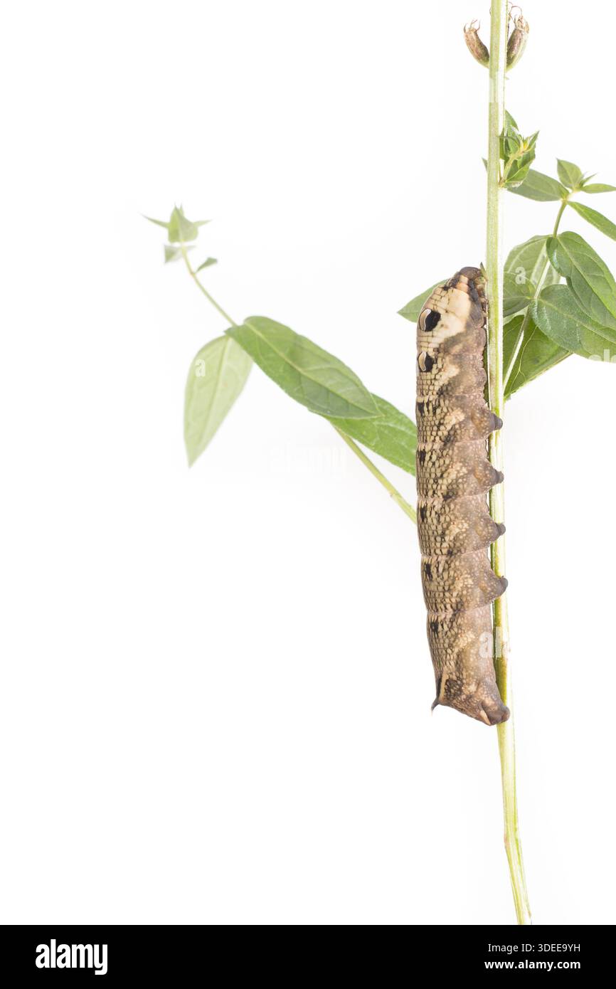 Elephant hawkmoth Deilephila elpenor, a white background image of a ...