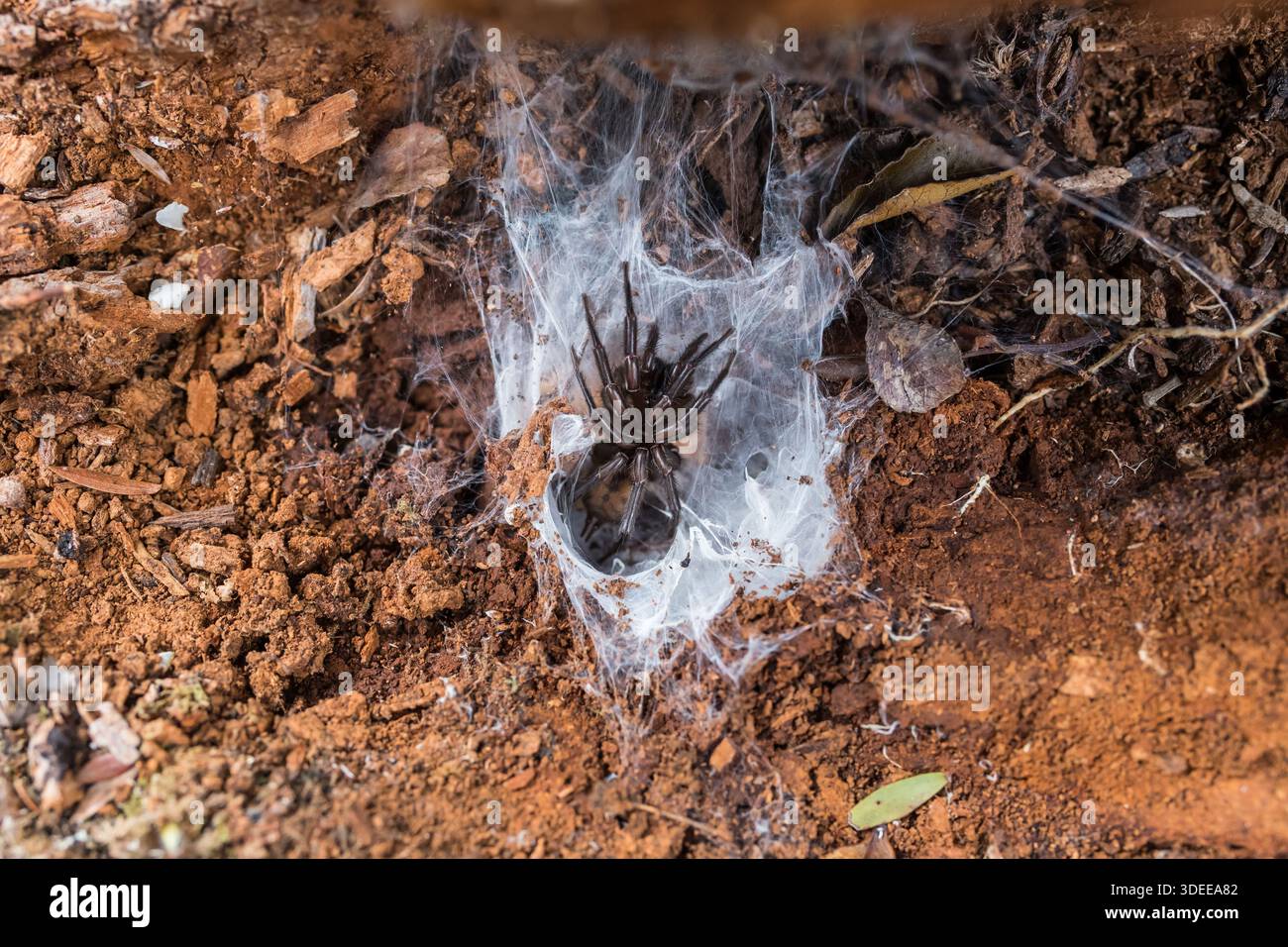 Banded tunnel web hi-res stock photography and images - Alamy