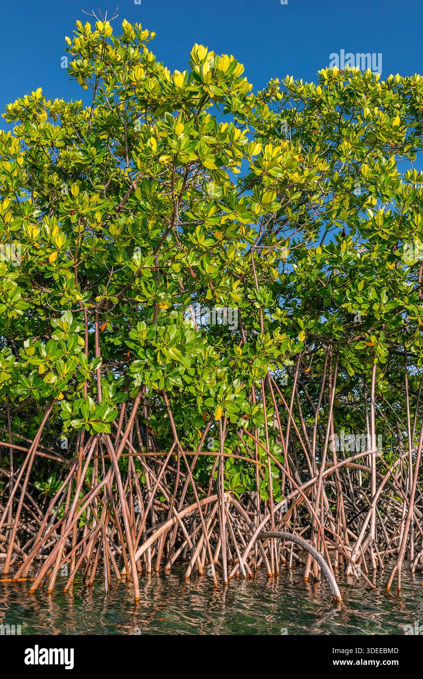 Red mangrove Rhizophora mangle, a tall grove with dense aerial prop ...