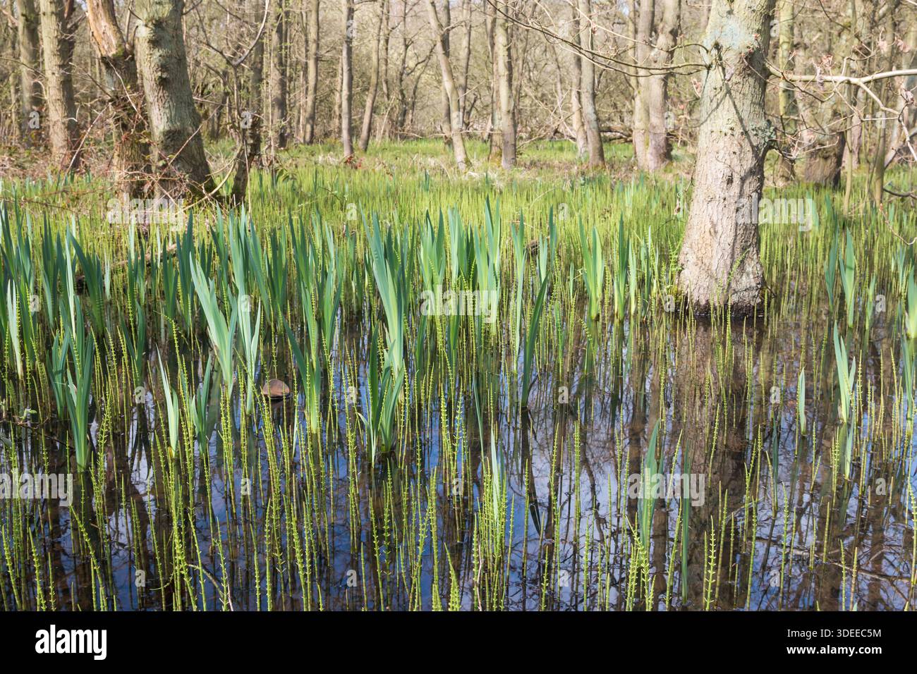 Yellow iris Iris pseudacorus and water horsetail Equisetum fluviatile ...