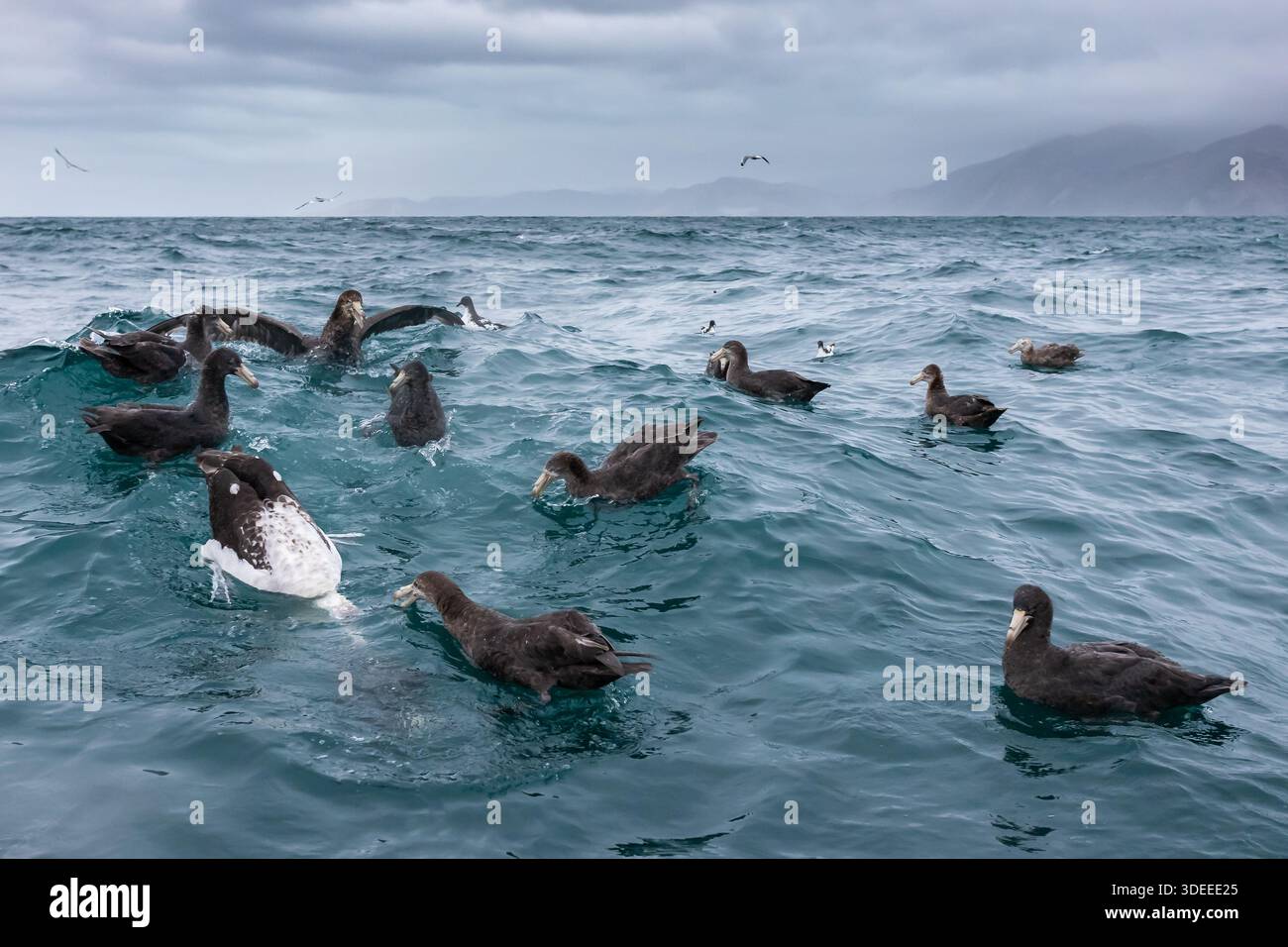 Gibsons's Wandering Albatross Diomedea antipodensis gibsoni, Southern ...