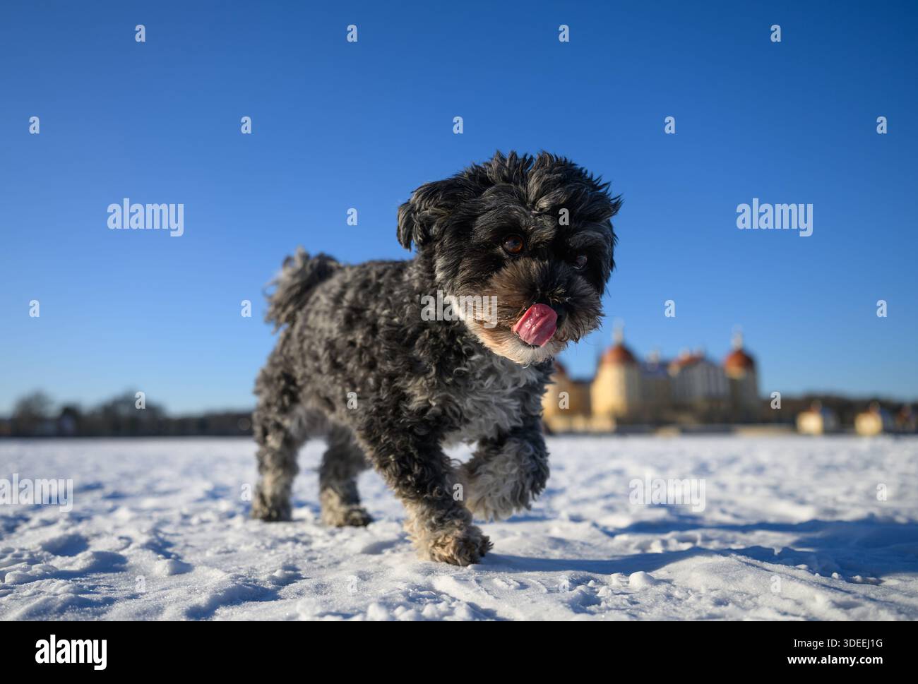 07 January 2026, Saxony, Moritzburg: Bolonka dog Rosi is out and about ...