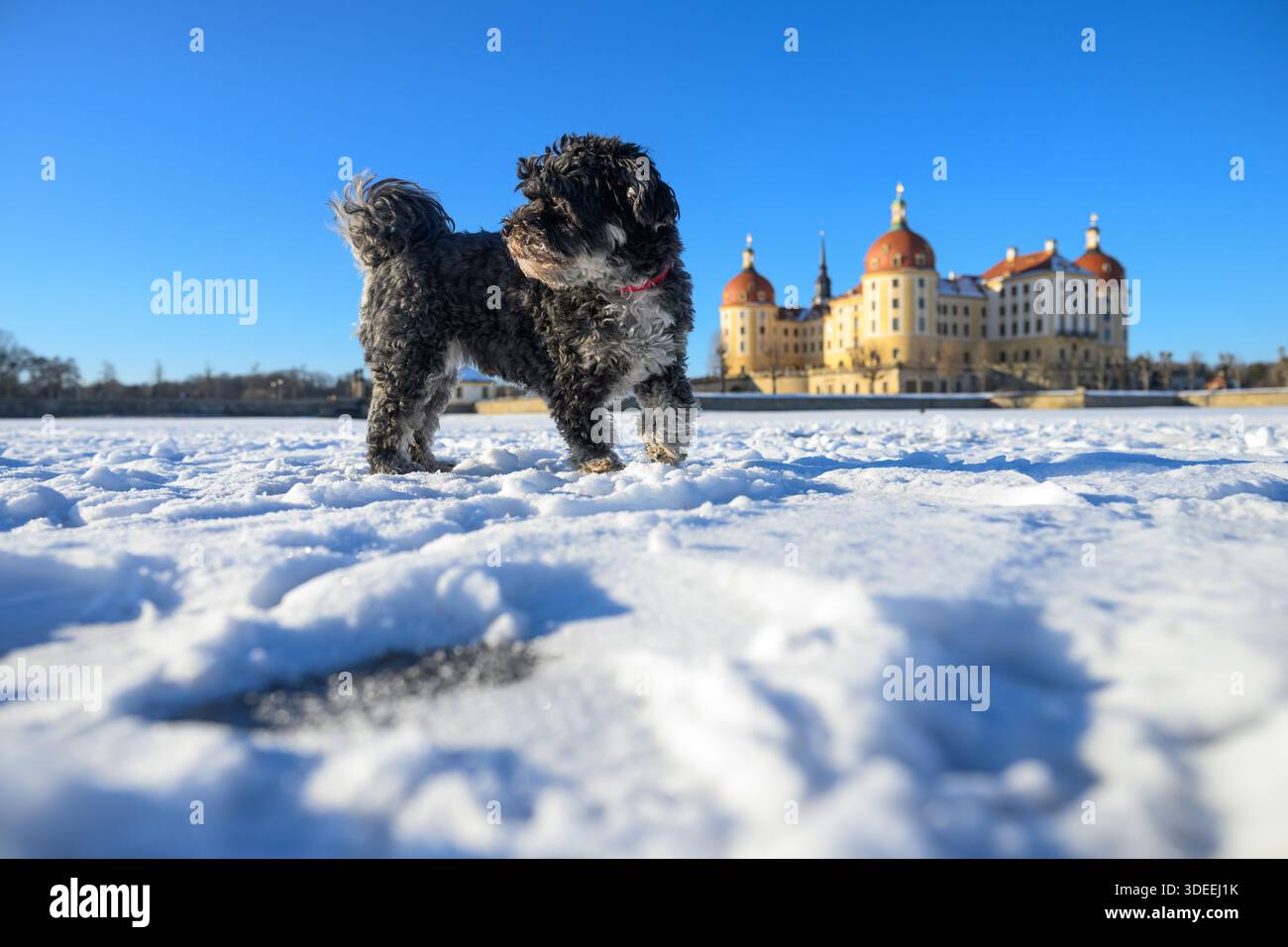 07 January 2026, Saxony, Moritzburg: Bolonka dog Rosi is out and about ...