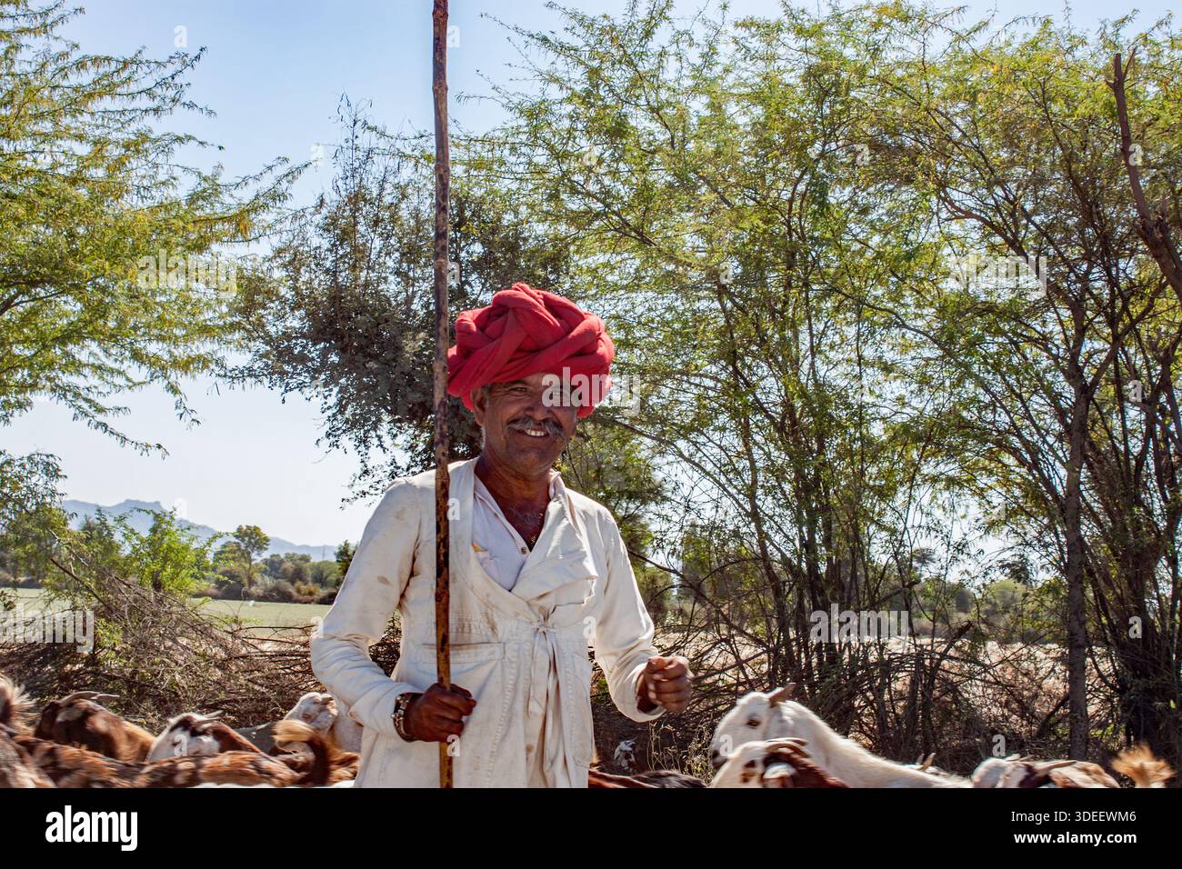 Indian shepherd in traditional dress hi-res stock photography and ...
