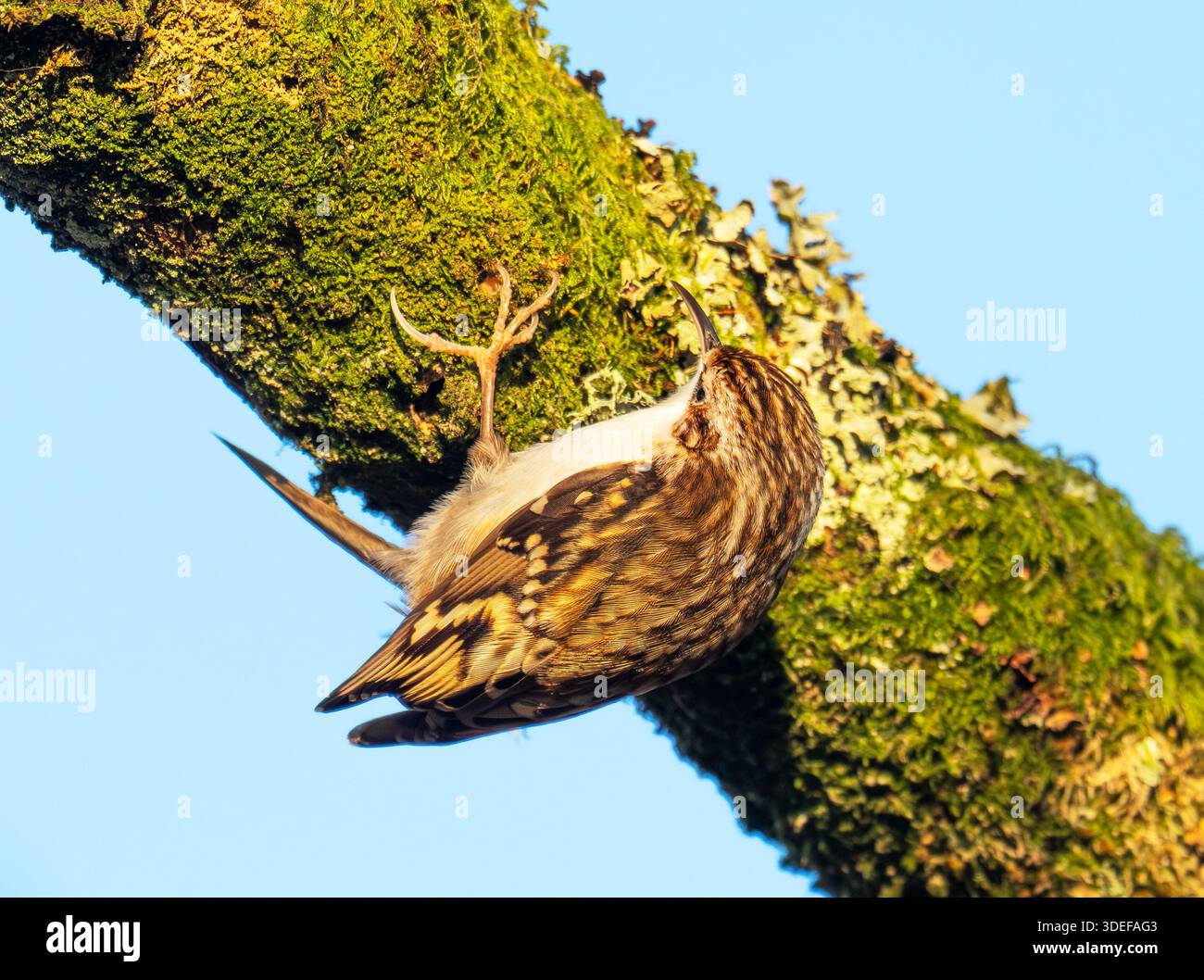 Eurasian Treecreeper, Certhia familiaris in Ambleside, Lake District ...