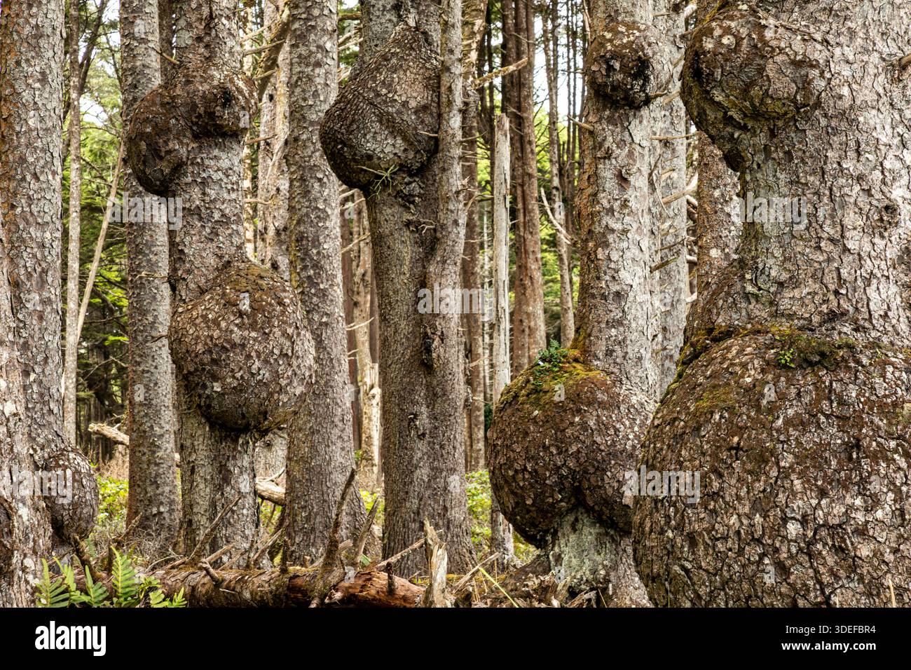 WA28854-00...WASHINGTON - Section of unusual coastal forest where trees ...