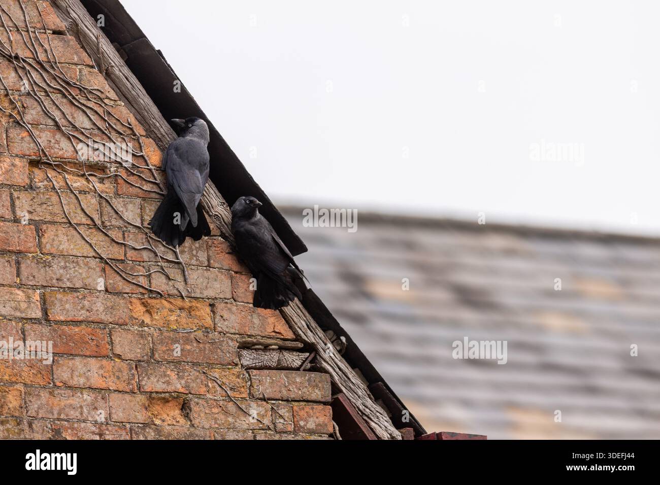 Bricks gable end house hi-res stock photography and images - Alamy