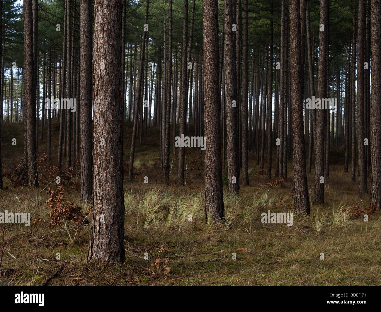 Corsican pine Pinus nigra, layers of vertical pine tree trunks Pembrey ...