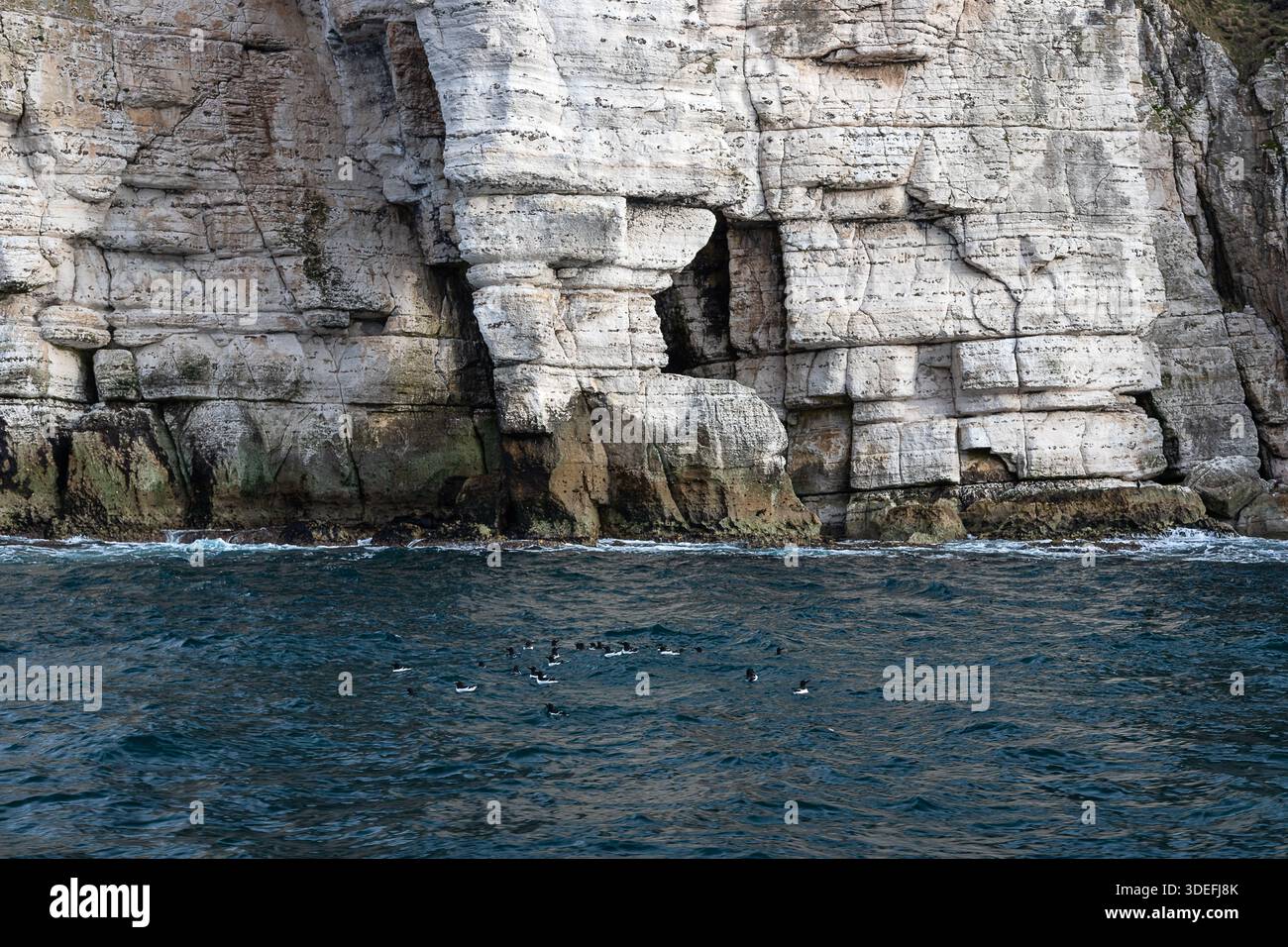 Razorbills Alca torda, rafting below a limestone cliff, Rathlin Island ...