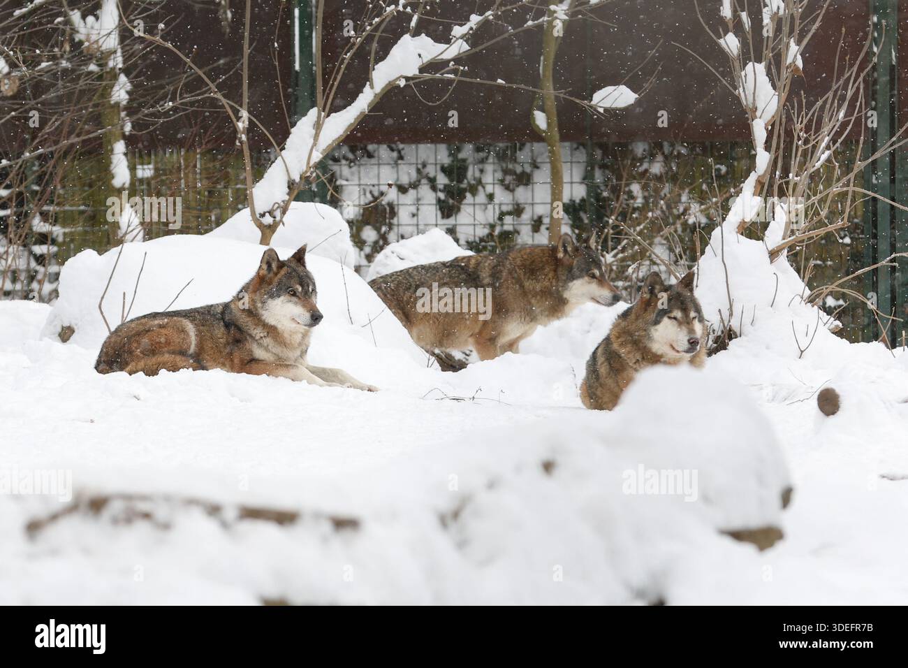 Wolves are seen in a snow-covered Zagreb Zoo in Zagreb, Croatia on ...