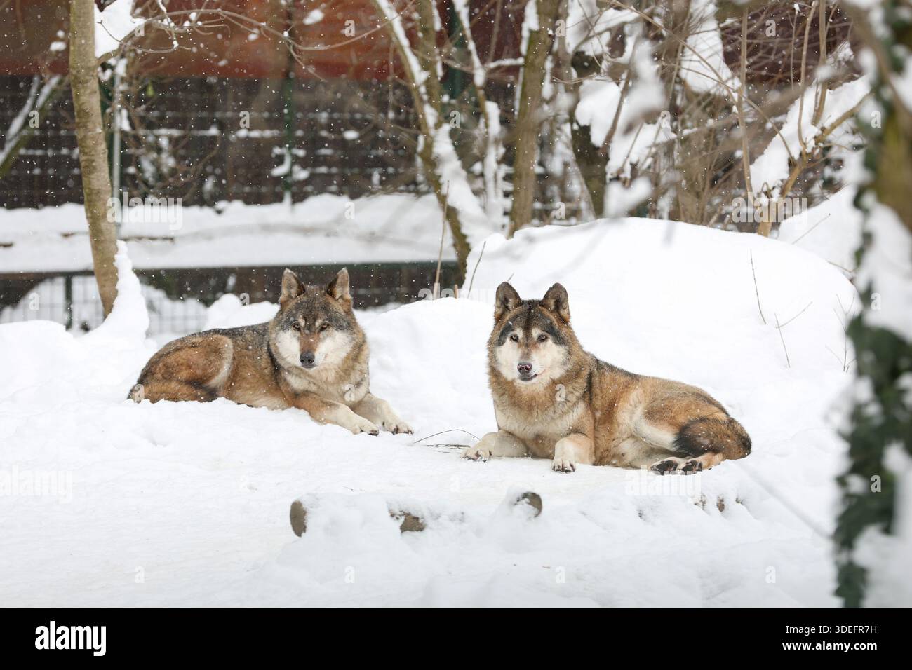 Wolves are seen in a snow-covered Zagreb Zoo in Zagreb, Croatia on ...