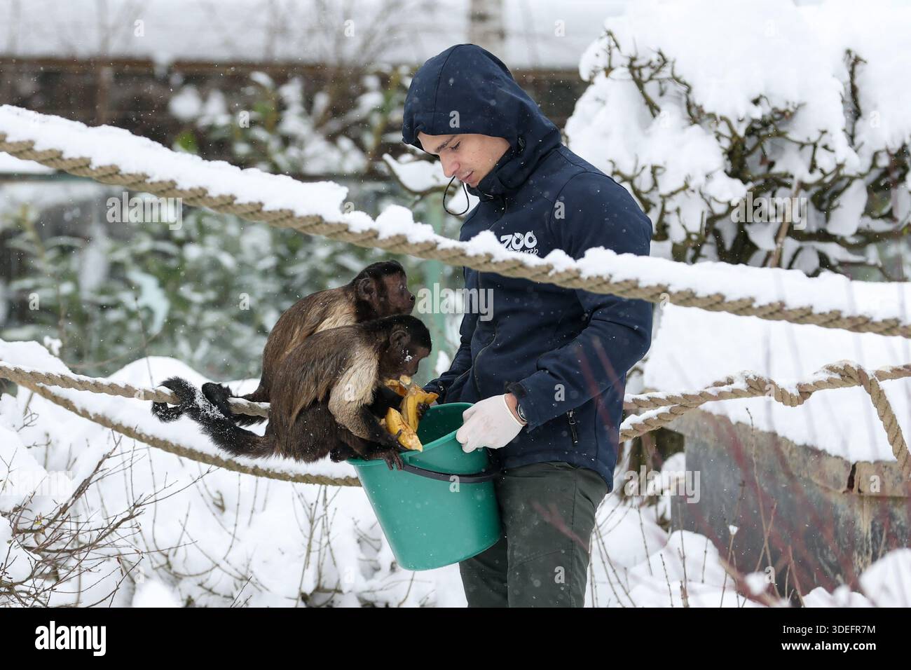 Zookeeper feeds brown capuchins in a snow-covered Zagreb Zoo in Zagreb ...