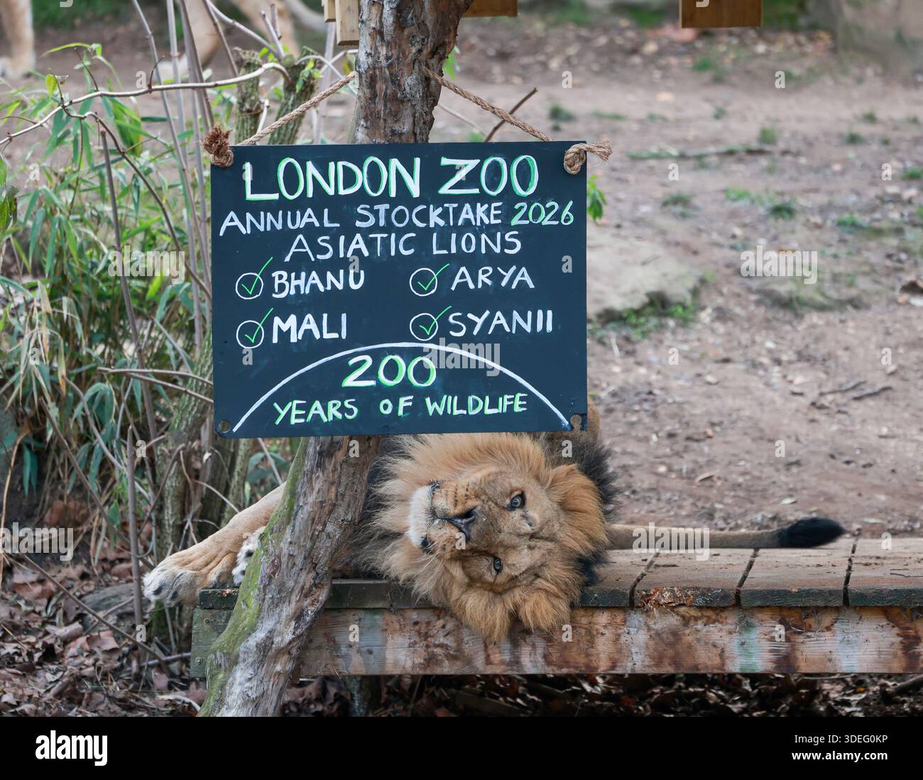 Asiatic Lion pictured during the London Zoo's Annual Stocktake. London ...