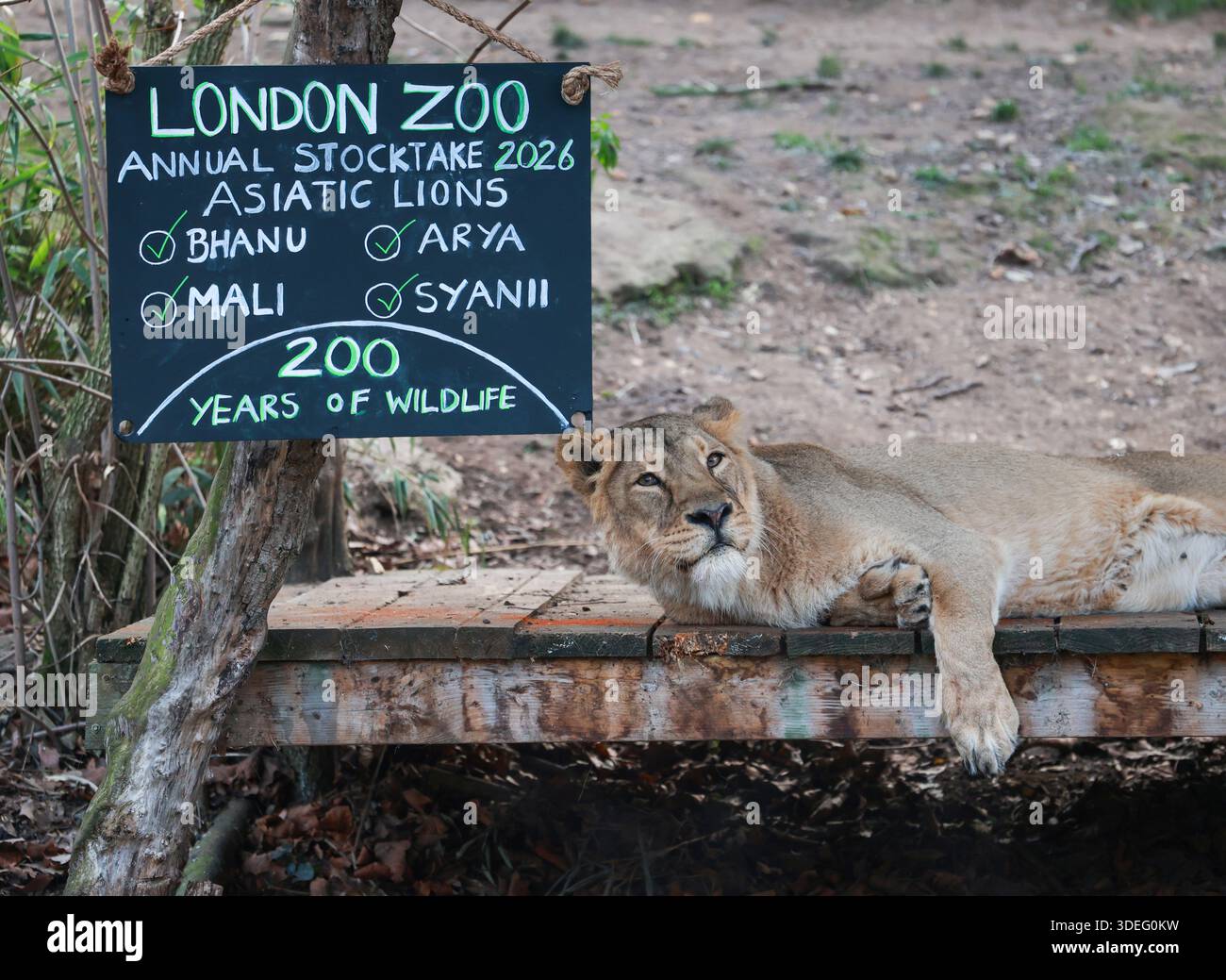 Asiatic Lion pictured during the London Zoo's Annual Stocktake. London ...