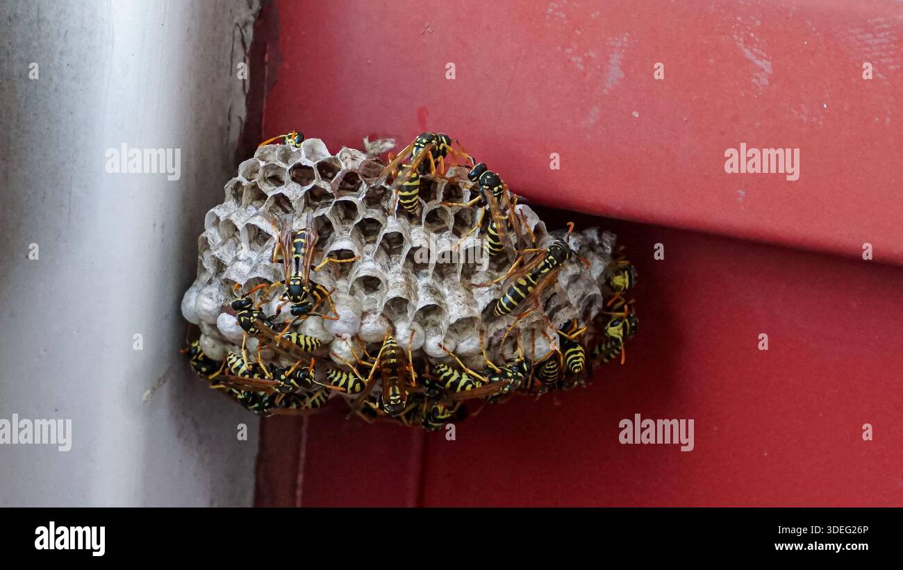 Multiple species of wasps hi-res stock photography and images - Alamy