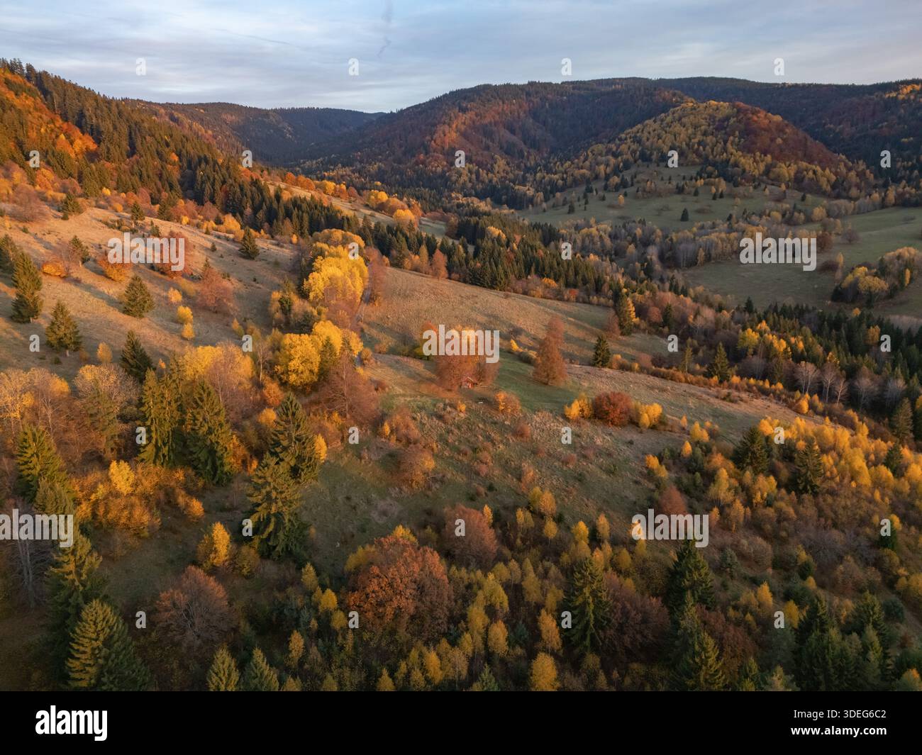 Aerial view of golden light illuminating the forest, casting long ...