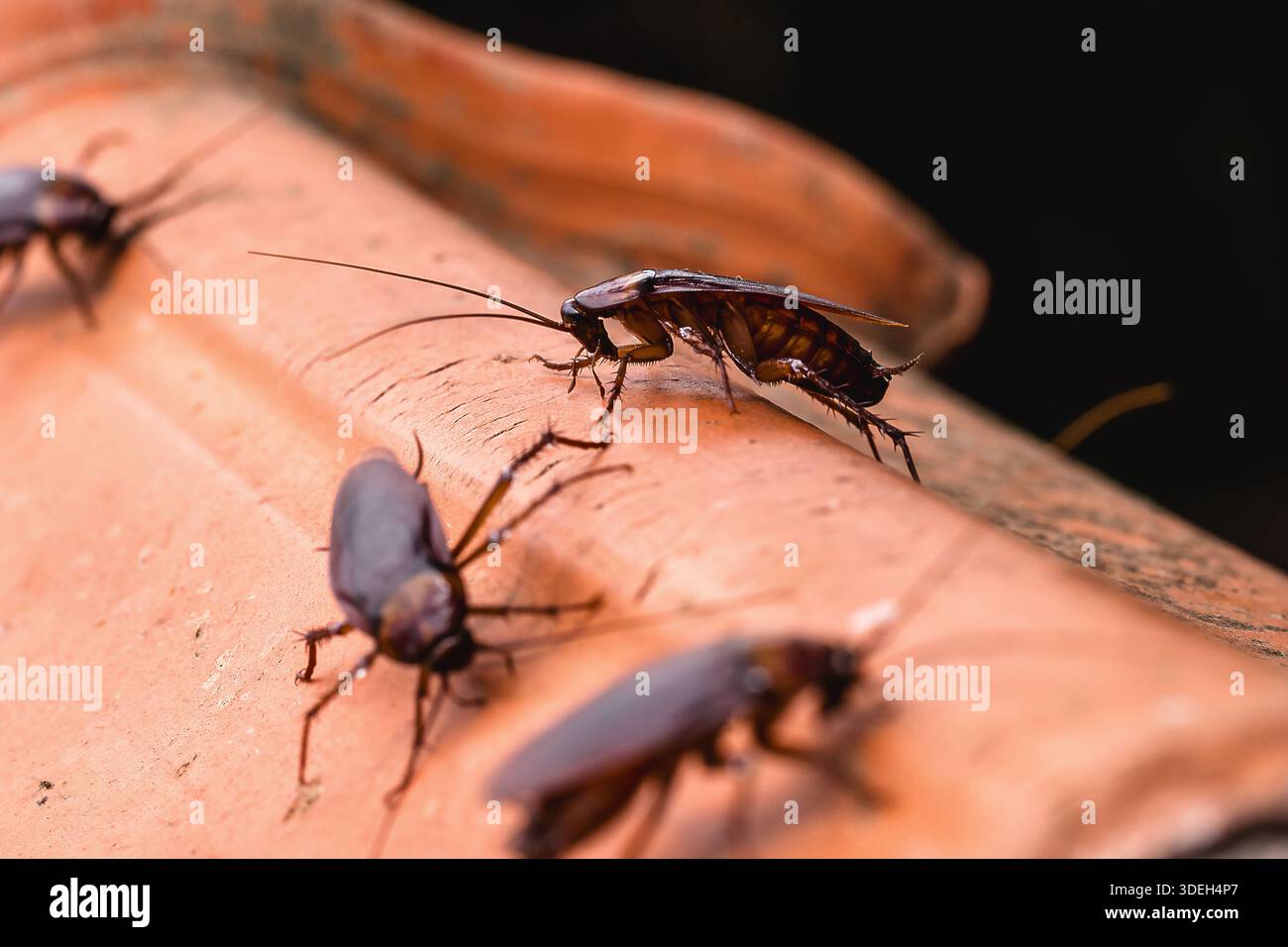 cockroaches on the roof, invading the house, insect infestation Stock ...