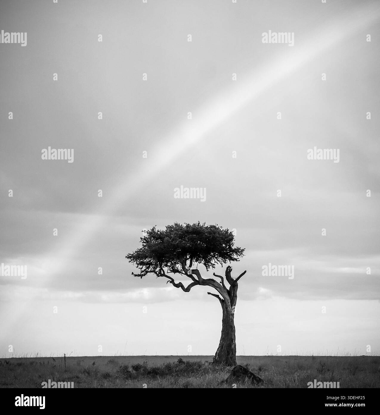 Rainbow over african grassland Black and White Stock Photos & Images ...