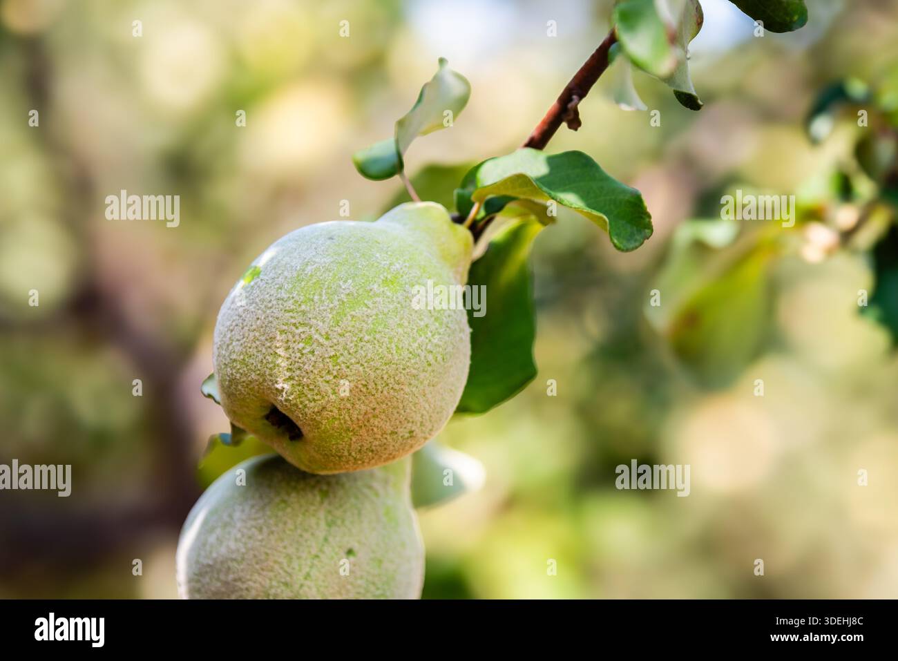 Powdery mildew on pair hanging from pair tree Stock Photo - Alamy