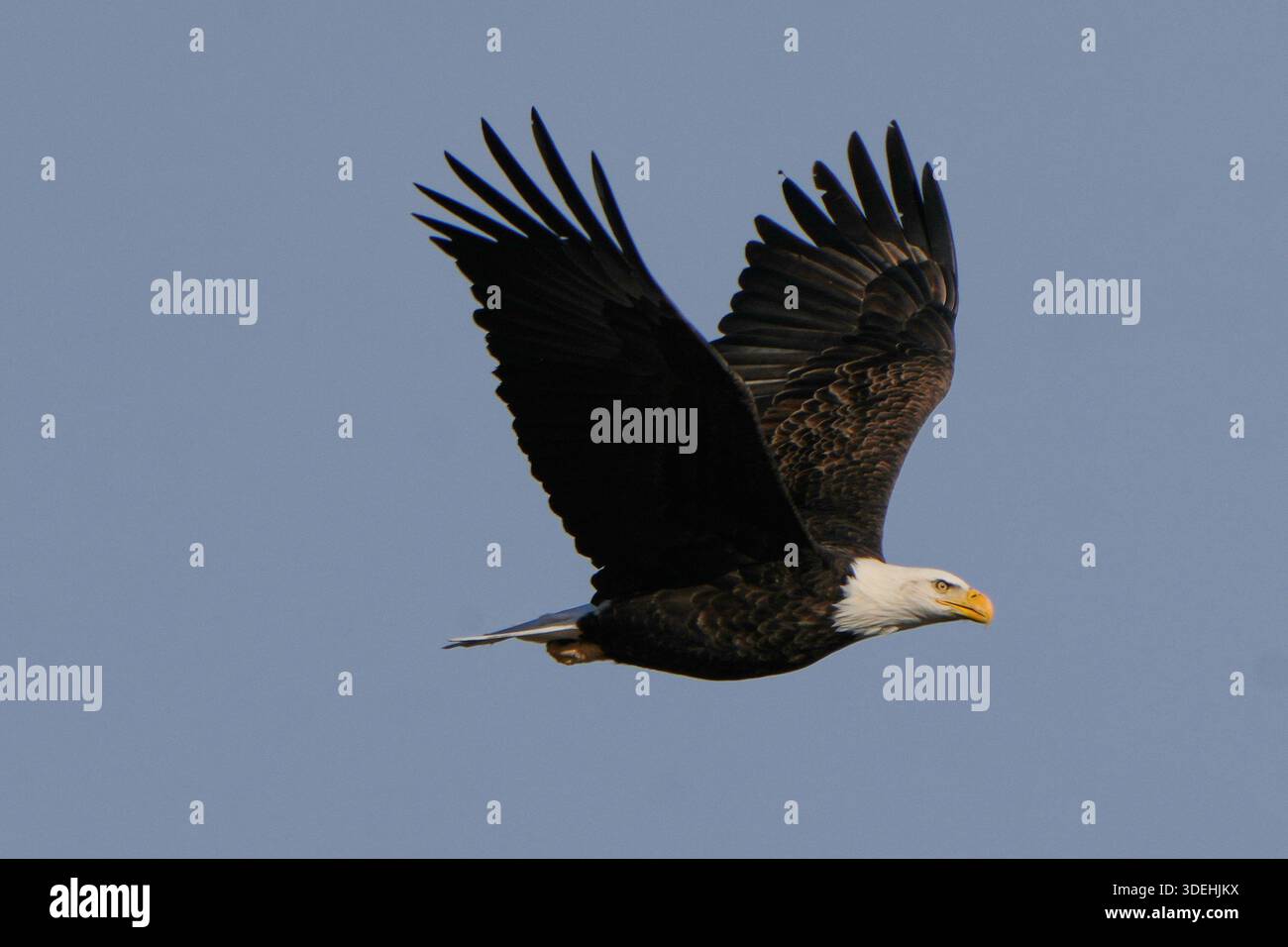 A bald eagle flies at Loess Bluffs National Wildlife Refuge, Wednesday ...