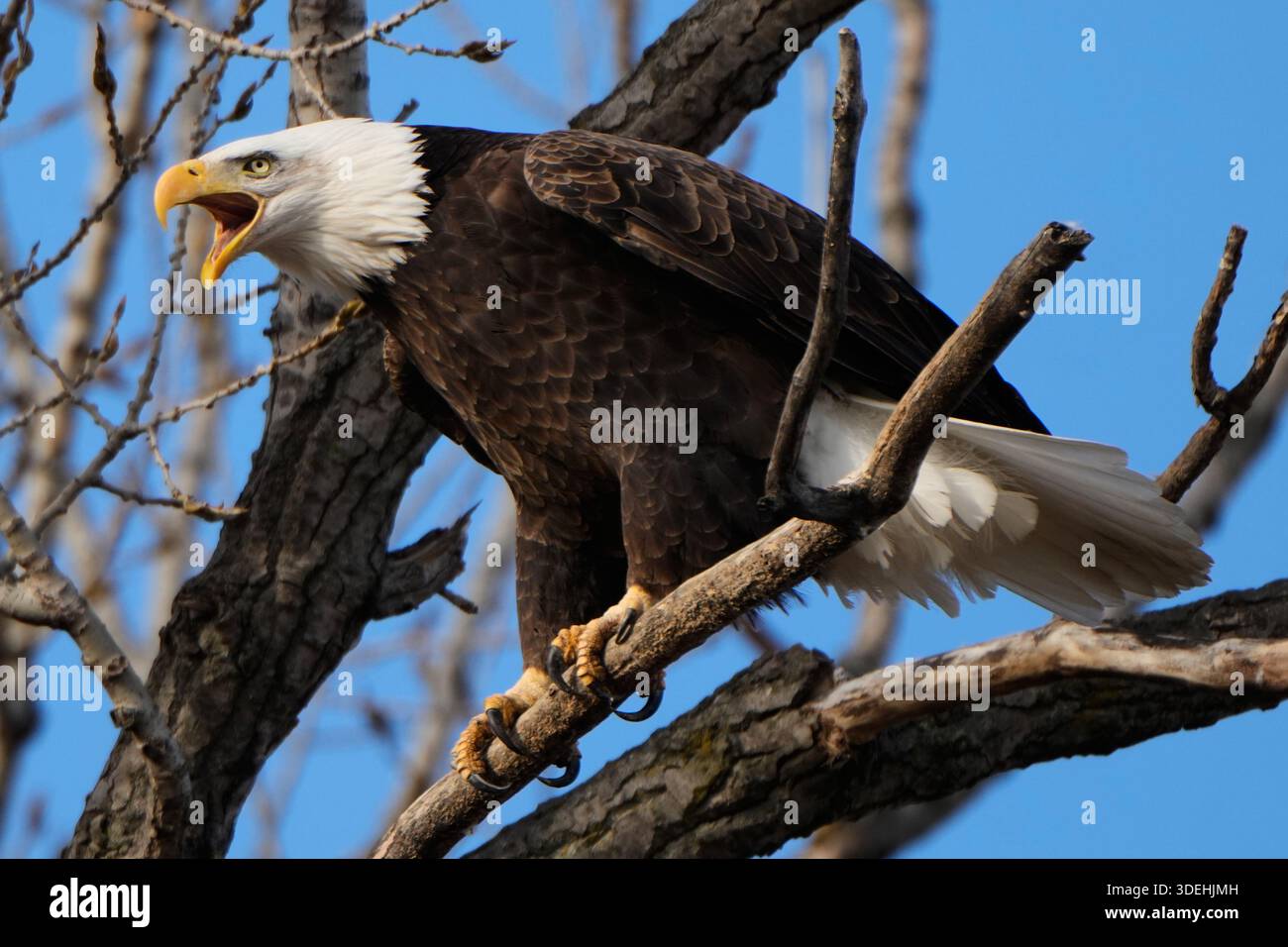 A bald eagle surveys the landscape at Loess Bluffs National Wildlife ...