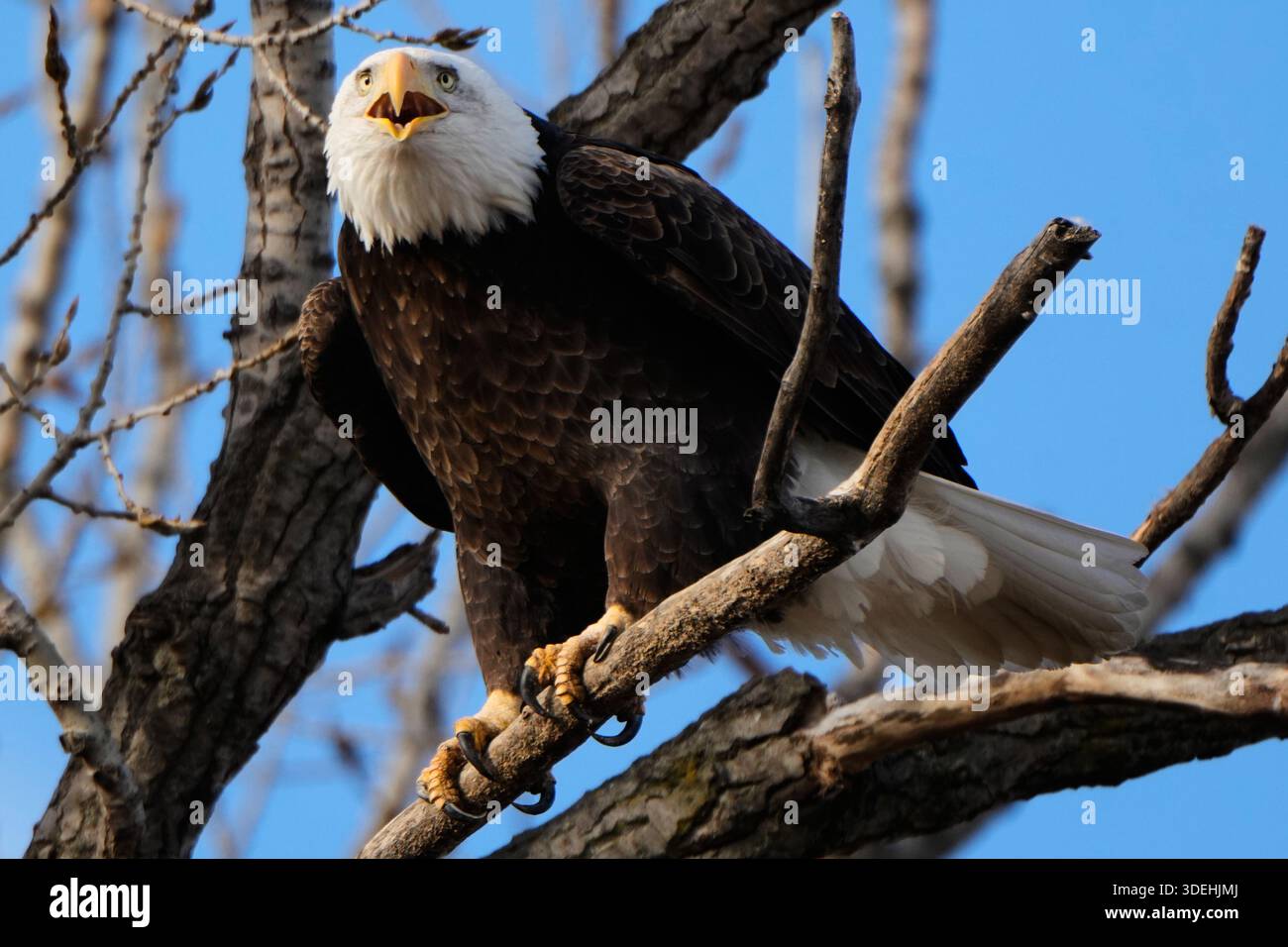 A bald eagle surveys the landscape at Loess Bluffs National Wildlife ...