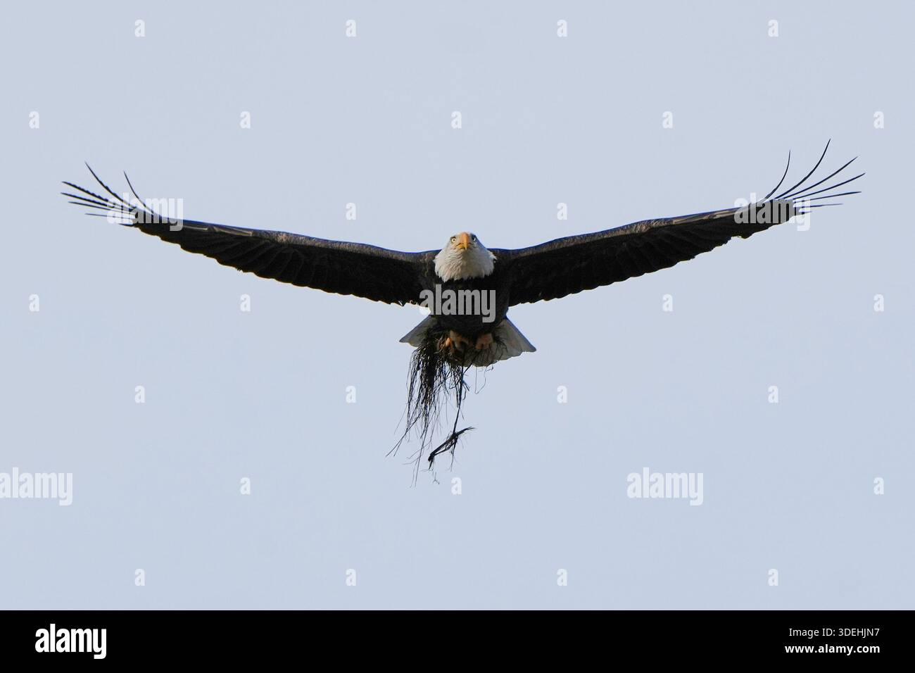 A bald eagle carries grass back to it's nest at Loess Bluffs National ...