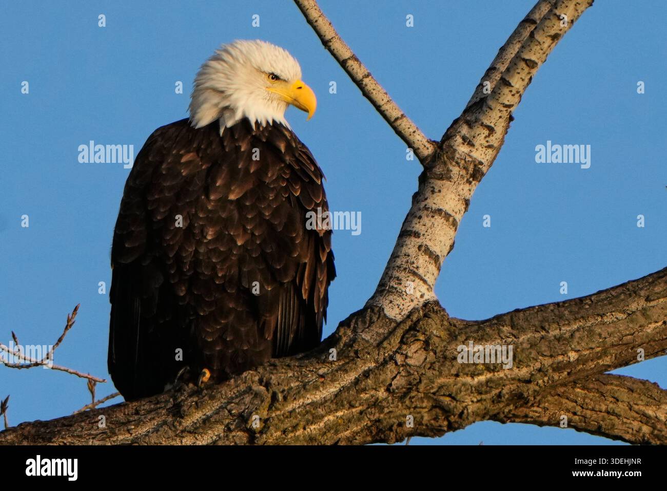 A bald eagle surveys the landscape at Loess Bluffs National Wildlife ...