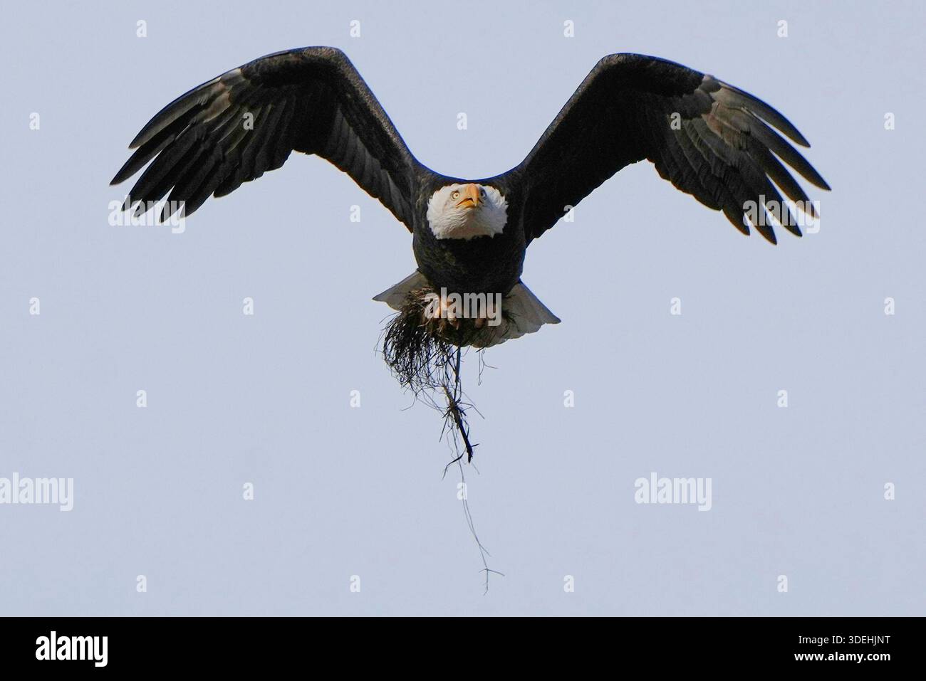 A bald eagle carries grass back to its nest at Loess Bluffs National ...